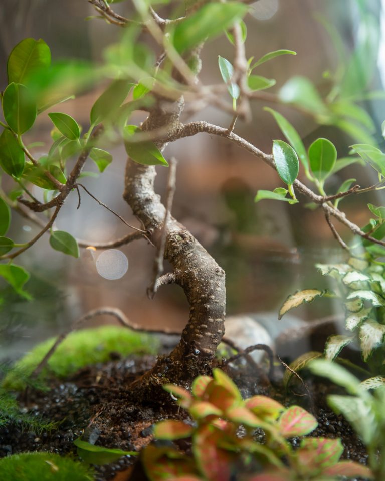 drzewko lovebel H40 cm - Las W Słoiku Nature Concept