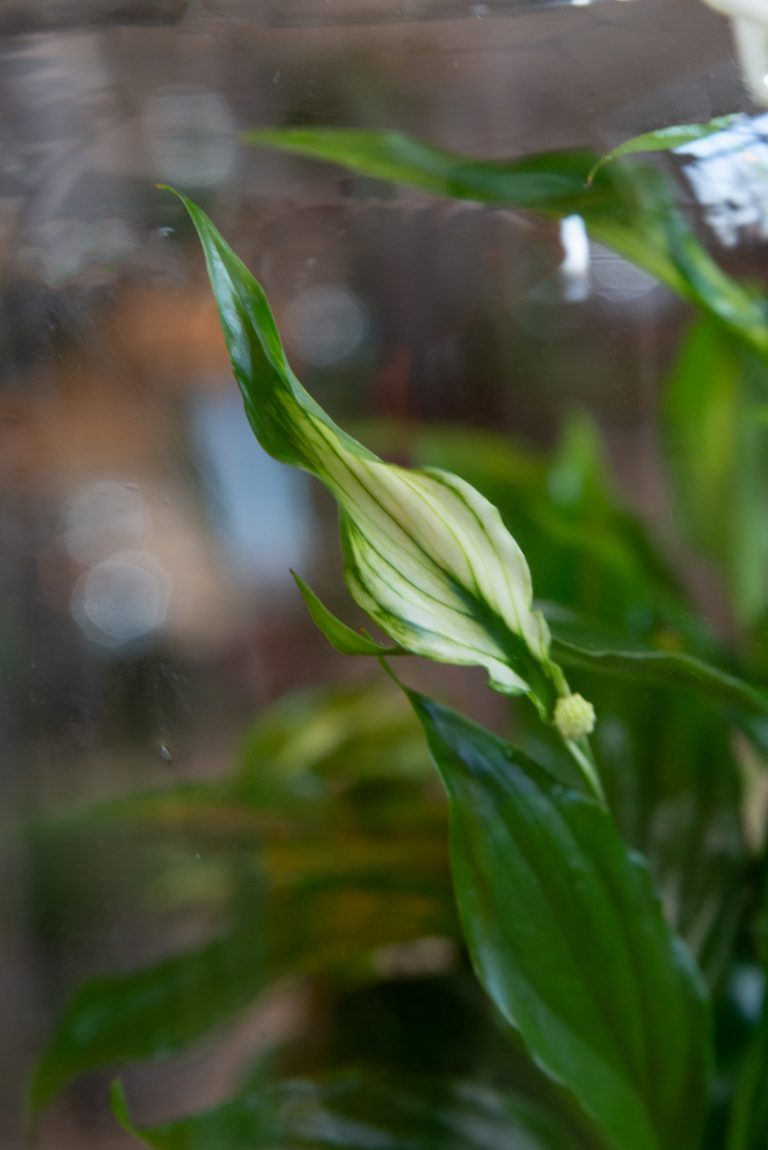 drzewko lovebel H40 cm - Las W Słoiku Nature Concept