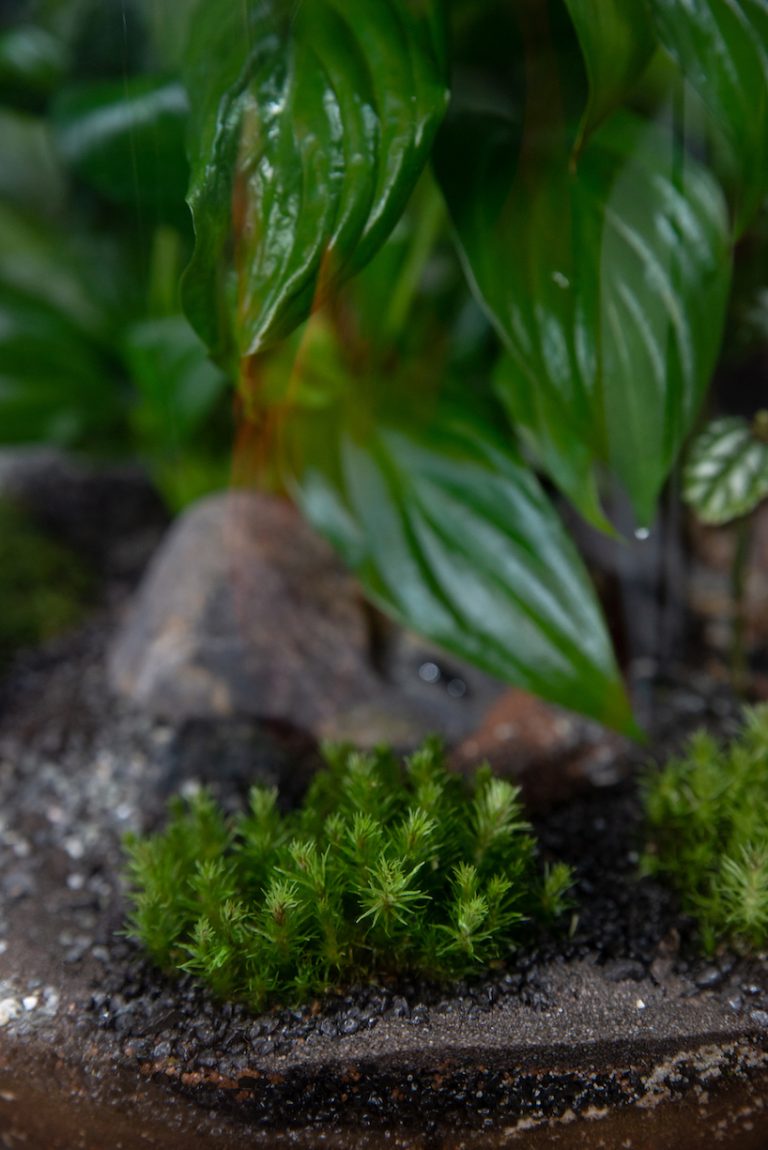 drzewko lovebel H40 cm - Las W Słoiku Nature Concept