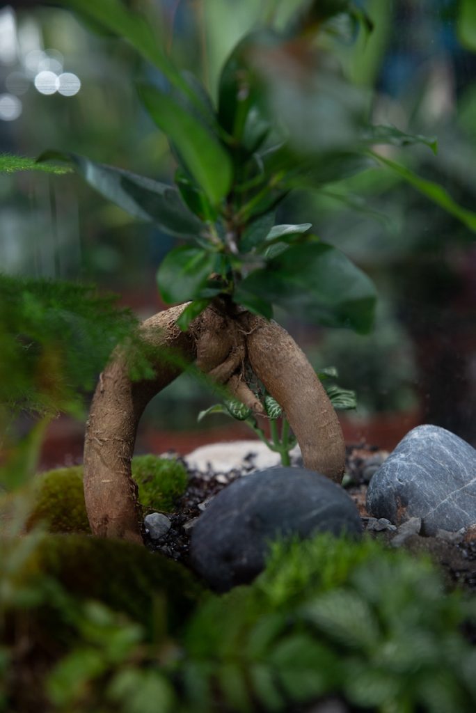 drzewko lovebel H40 cm - Las W Słoiku Nature Concept