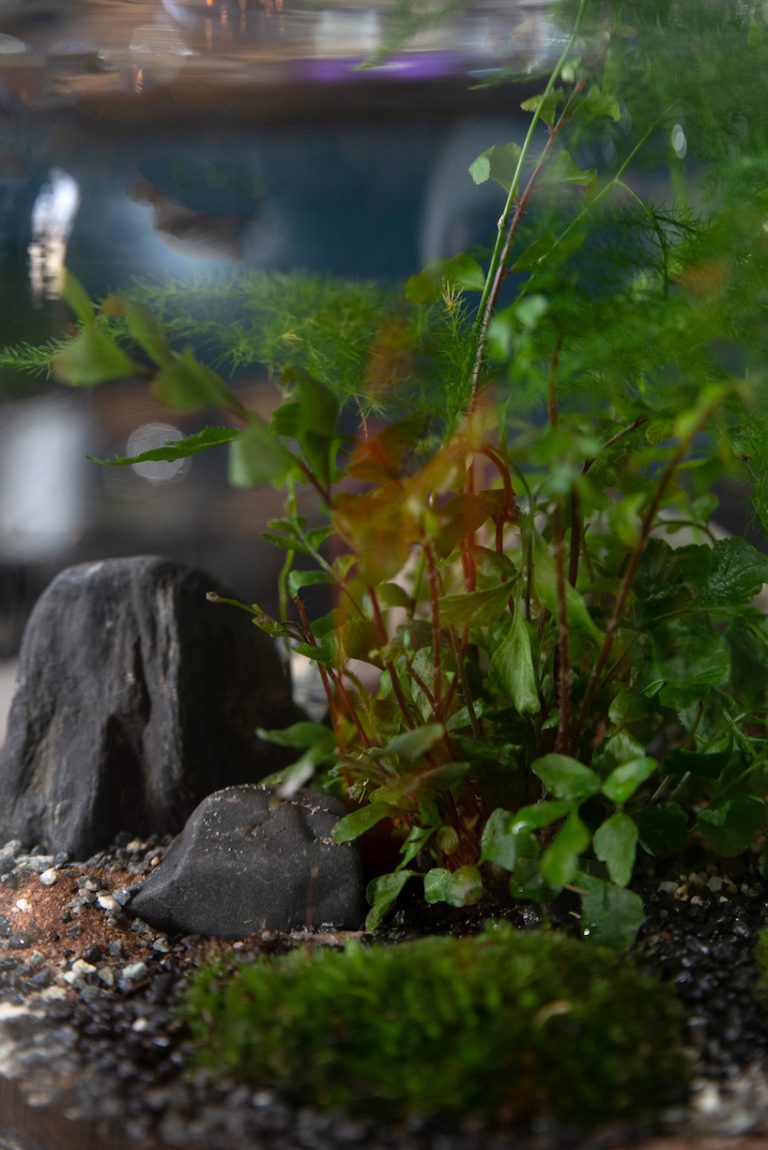 drzewko lovebel H40 cm - Las W Słoiku Nature Concept