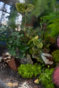 drzewko lovebel H40 cm - Las W Słoiku Nature Concept