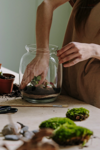 Warsztaty las w słoiku - Las W Słoiku Nature Concept