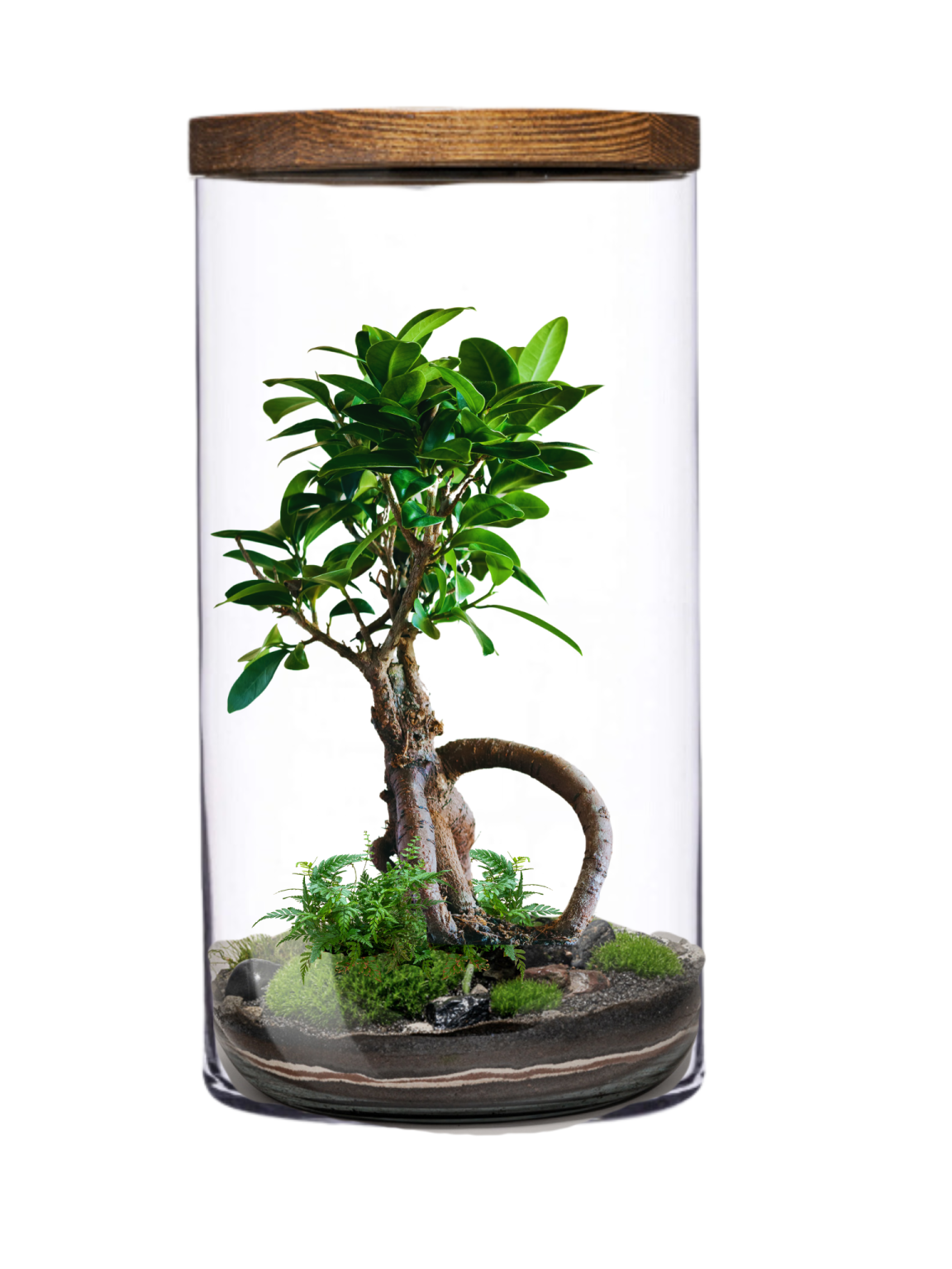 Las w Słoiku paproć mech mini 15 cm - Las W Słoiku Nature Concept