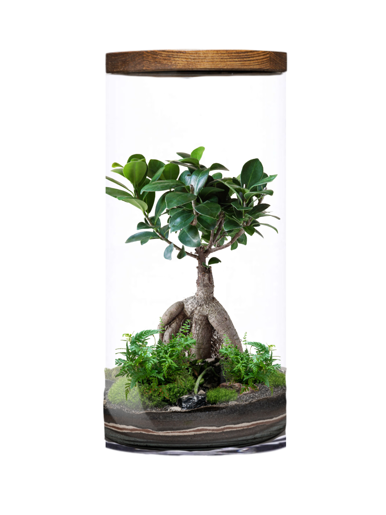 Las w Słoiku paproć mech mini 15 cm - Las W Słoiku Nature Concept