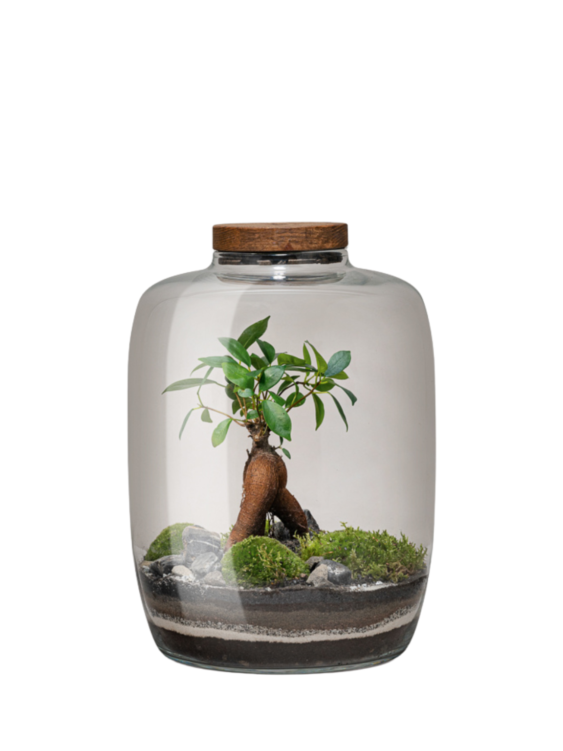 Las w Słoiku paproć mech mini 15 cm - Las W Słoiku Nature Concept