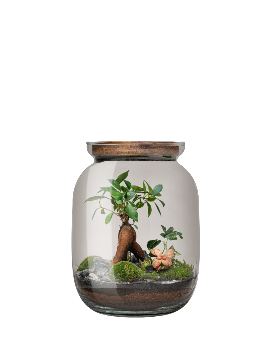 Las w Słoiku paproć mech mini 15 cm - Las W Słoiku Nature Concept